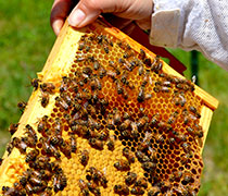 Apiary Abuzz: Bee Project at GCC enjoys sweet success - Grove City College